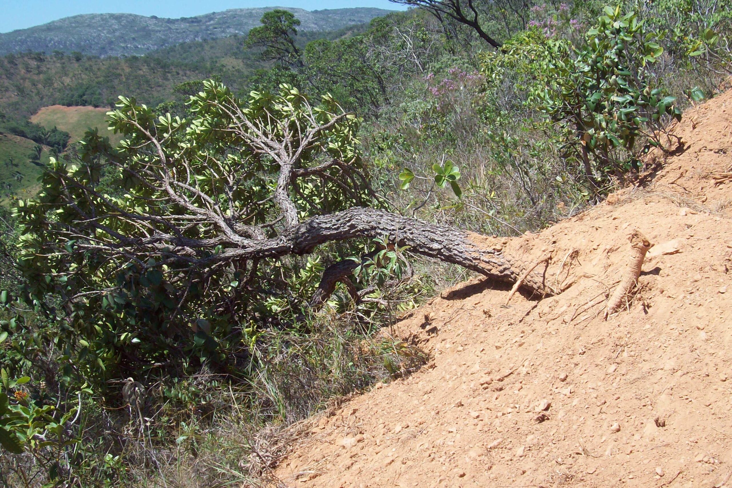 Comunidade tradicional do Mucambo ameaçada por mineradora - CPT - Bahia